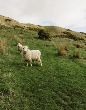Whareroa Farm Recreation Reserve, Kāpiti Coast - WellingtonNZ