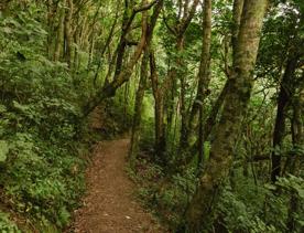 Forest Loop in Whareroa Farm, Kāpiti Coast - WellingtonNZ