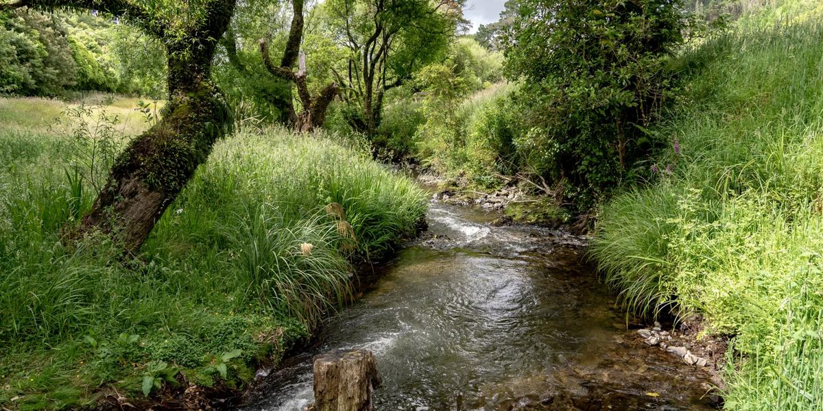 Restoration trail at Battle Hill Farm in Porirua – WellingtonNZ
