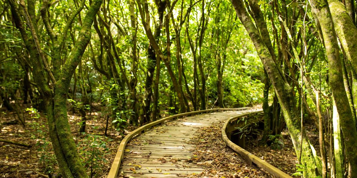 Kids and Beginners Loop, Mākara Peak Mountain Bike Park – WellingtonNZ