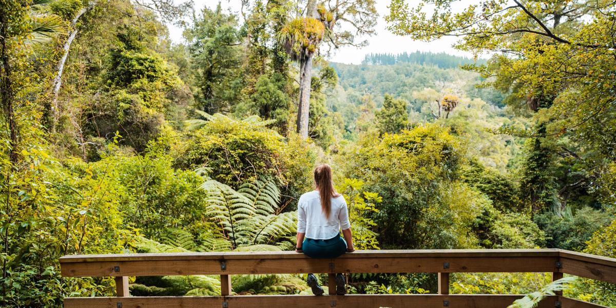 Tunnel Gully, Pākuratahi Forest, Upper Hutt – WellingtonNZ